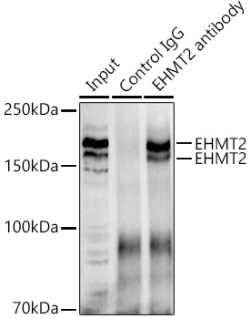 EHMT2 Polyclonal Antibody | EpigenTek