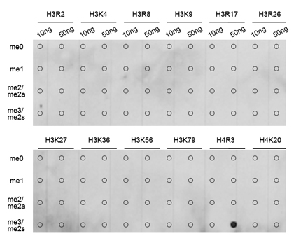 Histone H4R3 Dimethyl Symmetric (H4R3me2s) Polyclonal Antibody | EpigenTek