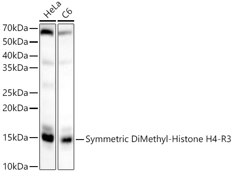 Histone H4R3 Dimethyl Symmetric (H4R3me2s) Polyclonal Antibody | EpigenTek