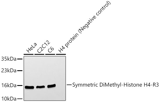 Histone H4R3 Dimethyl Symmetric (H4R3me2s) Polyclonal Antibody | EpigenTek