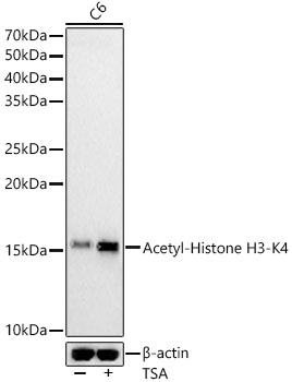 Histone H3K4ac (Acetyl H3K4) Polyclonal Antibody | EpigenTek