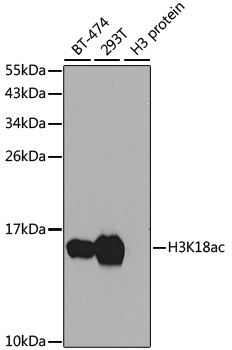 Histone H3K18ac (Acetyl H3K18) Polyclonal Antibody | EpiGentek
