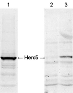 HERC5 Polyclonal Antibody | EpigenTek