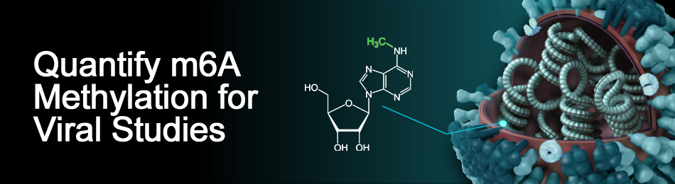 Quantify m6A Methylation for Viral Study | EpigenTek