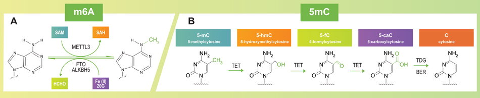 Global m6A/5mC RNA Quantification Kits | EpigenTek