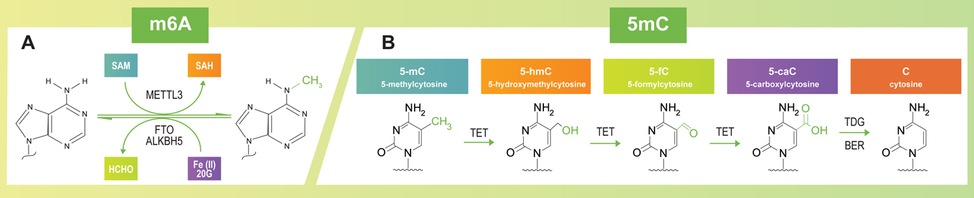 Global m6A/5mC RNA Quantification Kits | EpigenTek