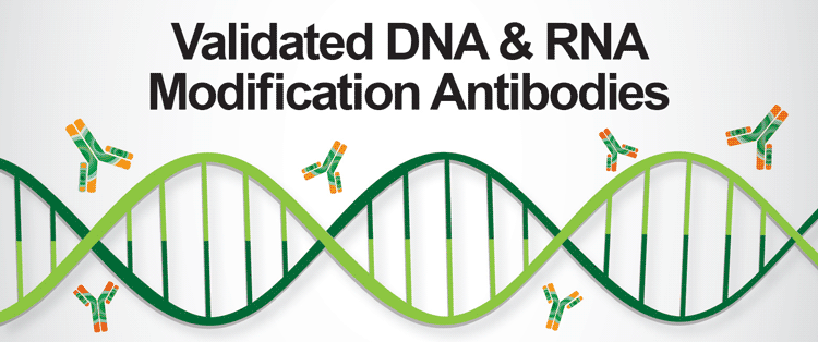 DNA & RNA Modification Antibodies | EpigenTek