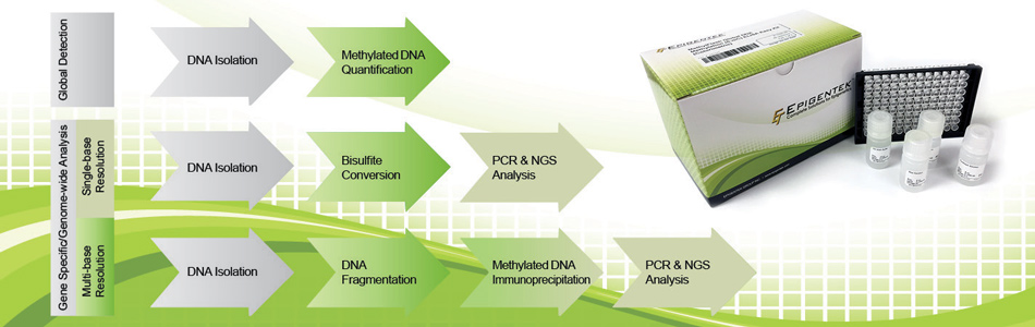 DNA Methylation | EpiGentek