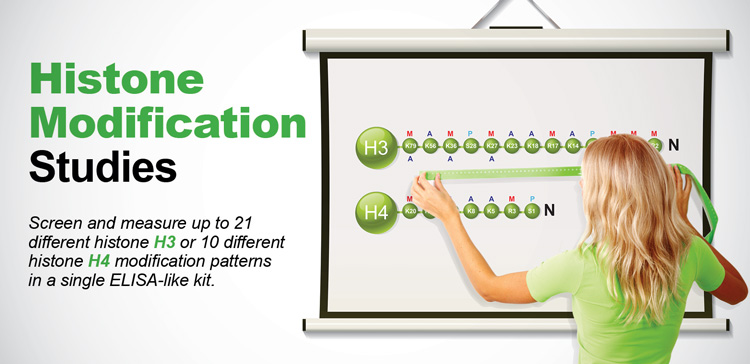 Histone Modification | EpiGentek