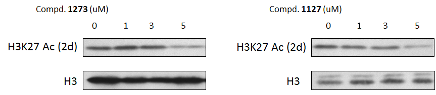 EpiQuik Total Histone Extraction Kit | EpiGentek