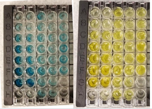 MethylFlash m6A DNA Methylation ELISA Kit (Colorimetric) | EpiGentek