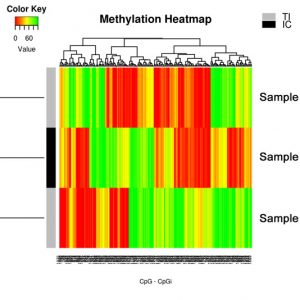 Whole Genome Bisulfite Sequencing (WGBS) Service - Epigenetic Services