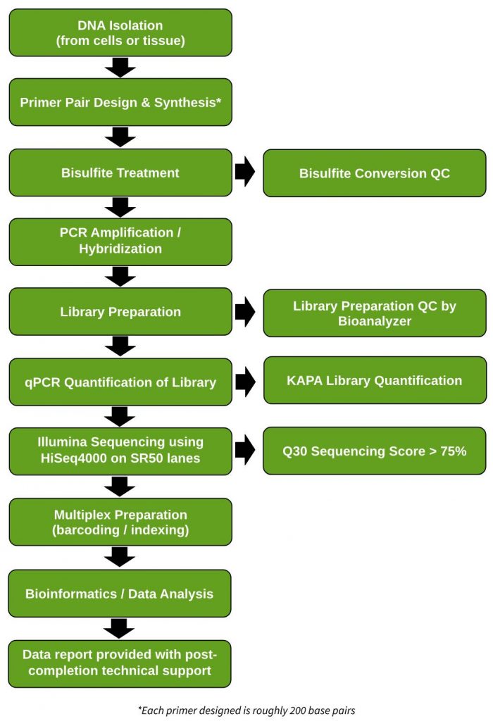 Targeted Bisulfite Sequencing (Methyl-Seq) Service - Epigenetic Services Targeted Bisulfite Sequencing (Methyl-Seq) Service - Epigenetic Services