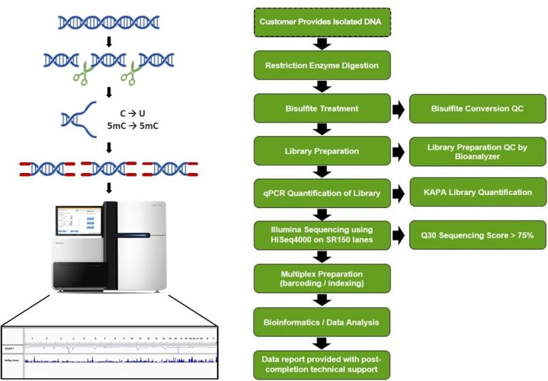 RRBS Service (Reduced Representation Bisulfite Sequencing) - Epigenetic ...